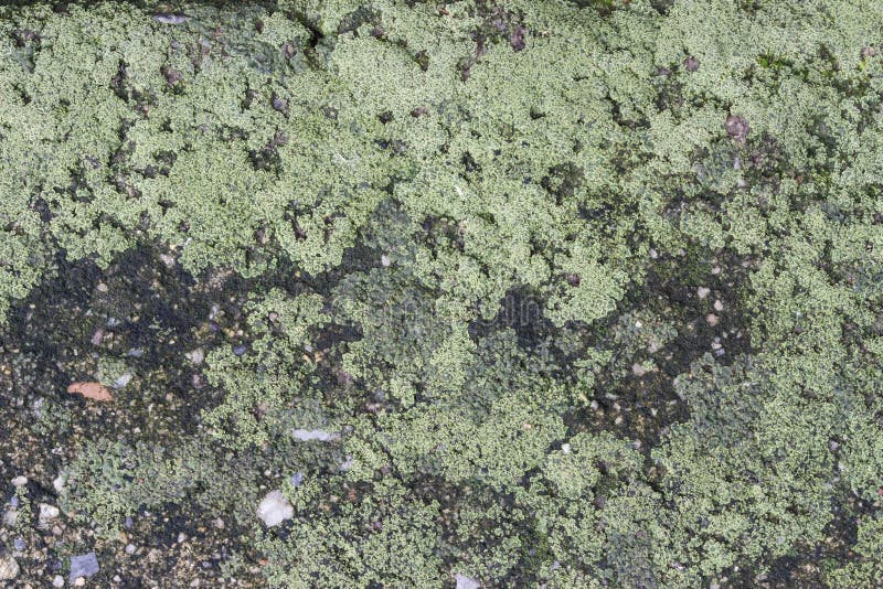 Moist green lichen stock photo. Image of dirty, texture - 90152848
