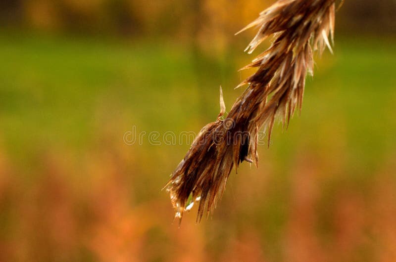 Moist Hairy Straw in Autumn Nature Stock Photo - Image of organic ...