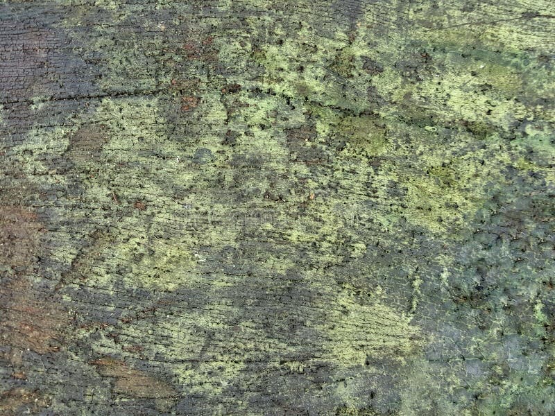 Moist Lichen Green Nature Texture Stock Photo - Image of nature ...