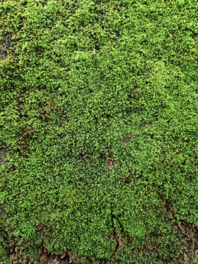 Moist Moss Plants Growing on the Walls Stock Photo - Image of soil ...