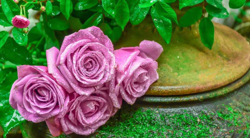 Moist rose in the wood stock photo. Image of copy, beauty - 253071912