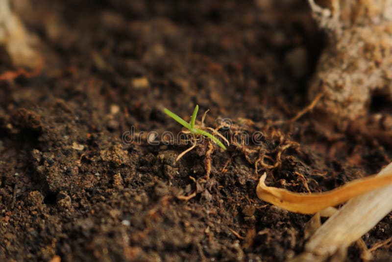 Soil natural stock photo. Image of organic, sprout, moist - 110767060