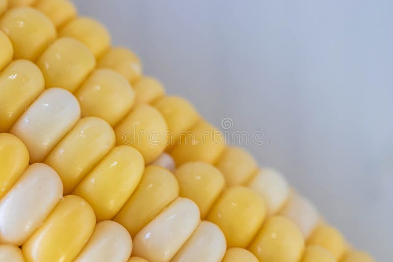 Moist and Tasty Corn on the Cob in Close Up with Negative Space Stock ...