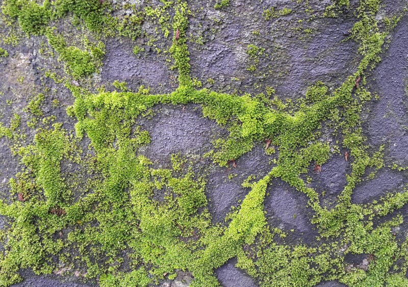 Moist Walls with Light Green Moss Clinging Beautifully Stock Photo ...