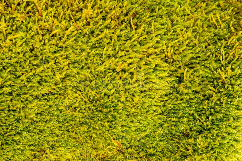 Moist and Yellow-green Moss Texture. Stock Photo - Image of ...