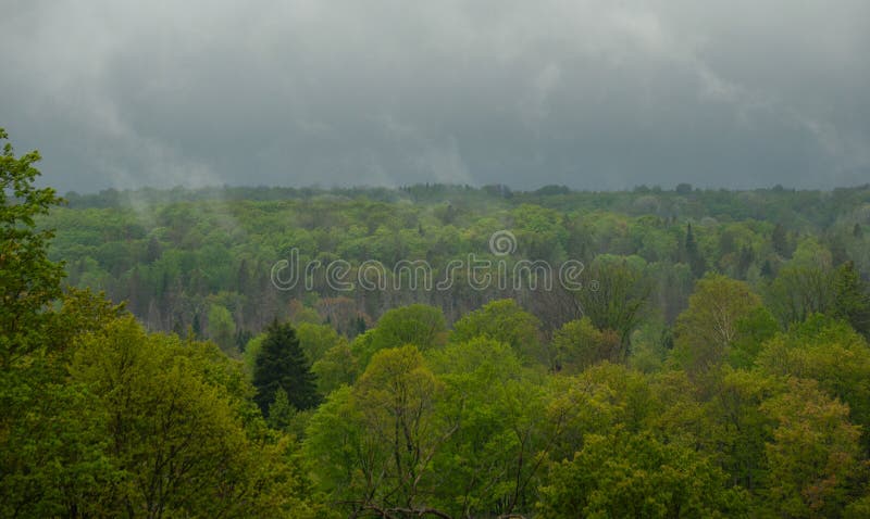 Moisture Coming Off the Forest after a Rainfall Stock Image - Image of ...
