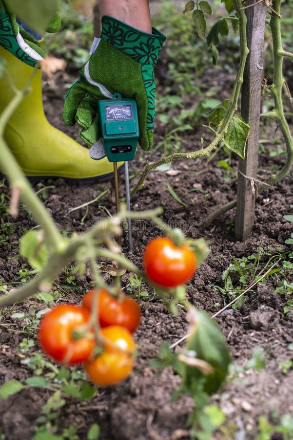 Moisture Meter Tester in Soil. Measure Soil for Humidity on Tomato ... Moisture Meter Tester in Soil. Measure Soil for Humidity on Tomato ...