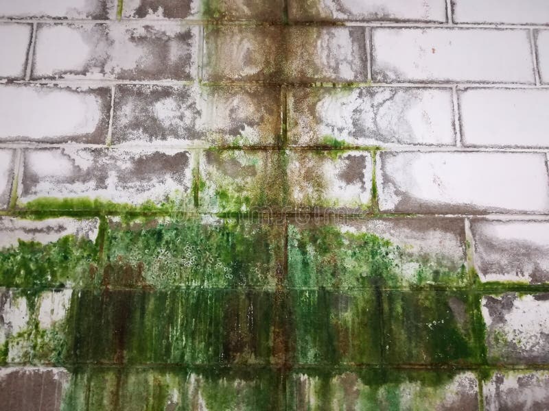 Moisture on the wall stock photo. Image of moss, waterleaks - 111706856