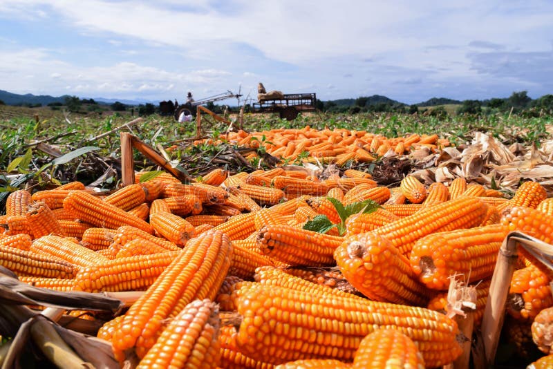Moize in farm stock image. Image of land, farm, organic - 81155975