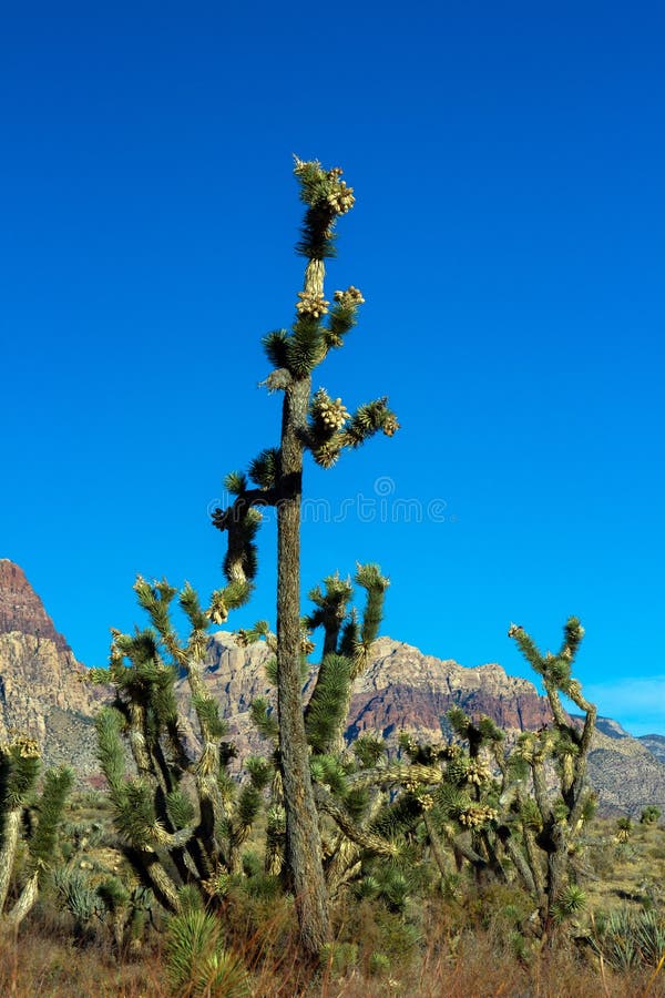 Joshua Trees at Dawn in the Mojave Desert of Southern Nevada Stock ...