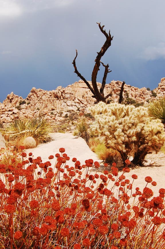 Mojave Desert stock photo. Image of sand, desert, mojave - 70357728