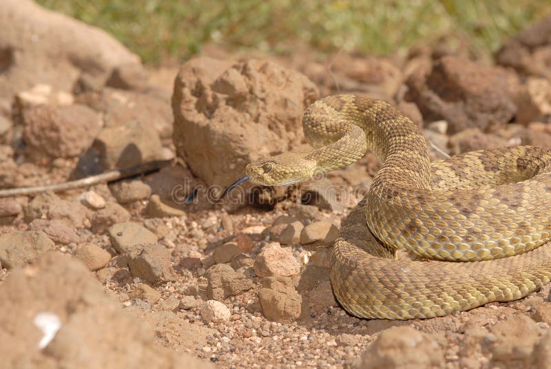 Arizona Mojave Rattlesnake stock photo. Image of nature - 2590658