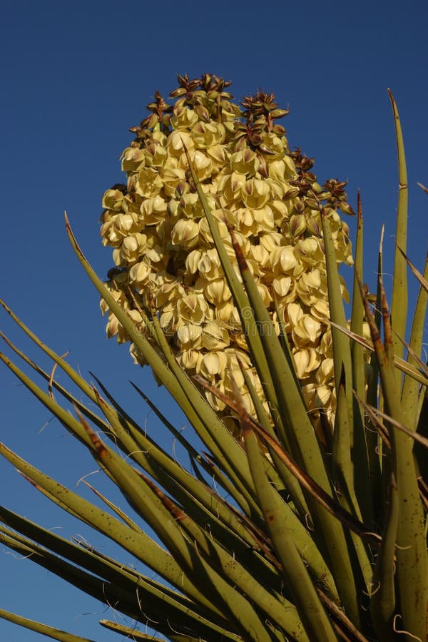 Mojave Yucca with Texture stock photo. Image of parchment - 3610524