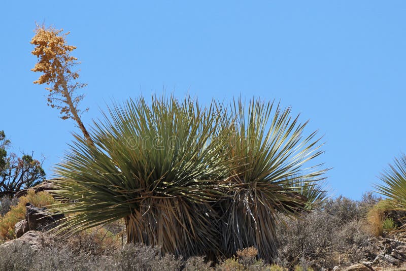 Mojave Yucca stock image. Image of protect, national - 26084267