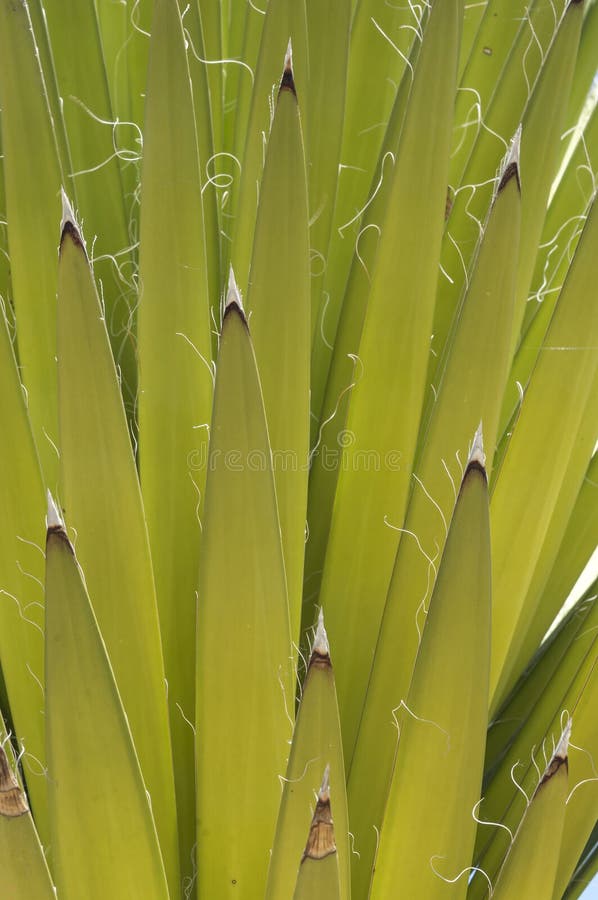 Mojave yucca closeup stock photo. Image of plant, pointed - 41823940