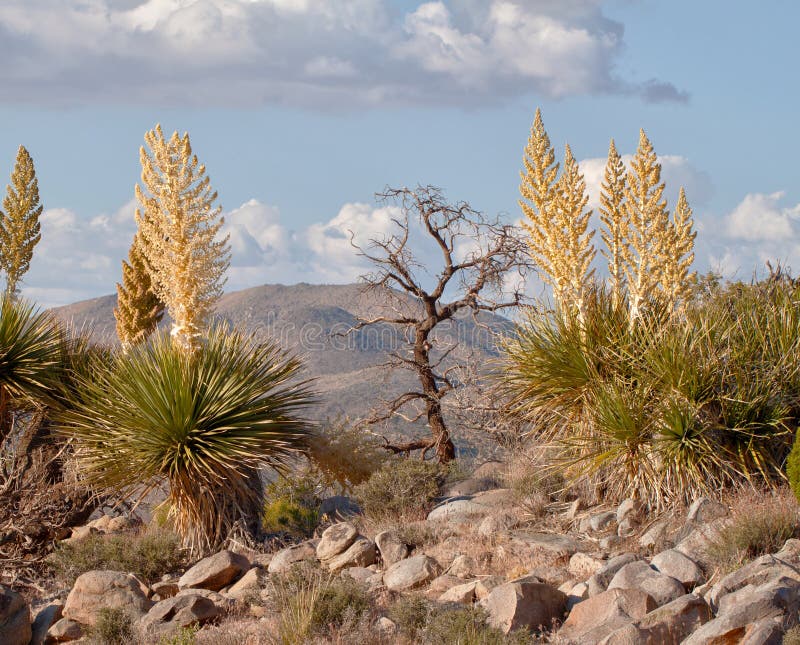 Spring in Mojave Desert stock photo. Image of mohave, cactus - 7857700