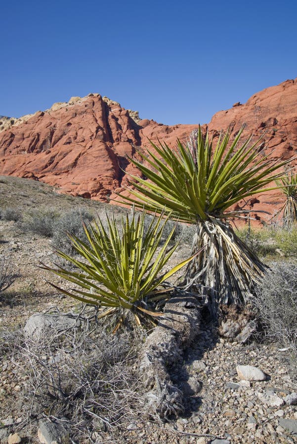 Mojave Yucca at Red Rock Canyon Stock Photo - Image of schidigera ...
