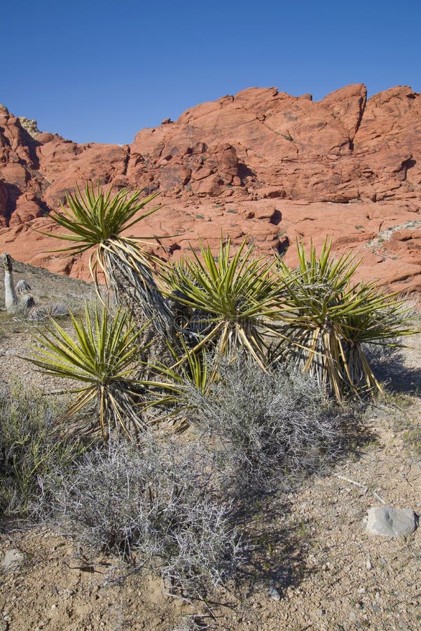 Mojave Yucca at Red Rock Canyon Stock Image - Image of formations, rock ...