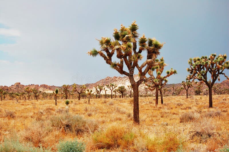 Mojavewoestijn stock afbeelding. Image of rood, flora - 70357603