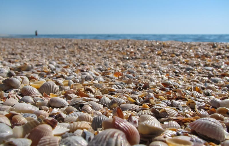 Conchas marinas mojadas imagen de archivo. Imagen de espiral - 31663577