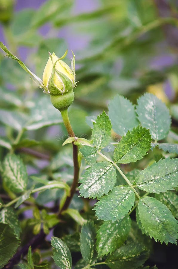 Mojigato Falso En Un Arbusto De Rosa Foto de archivo - Imagen de crezca ...