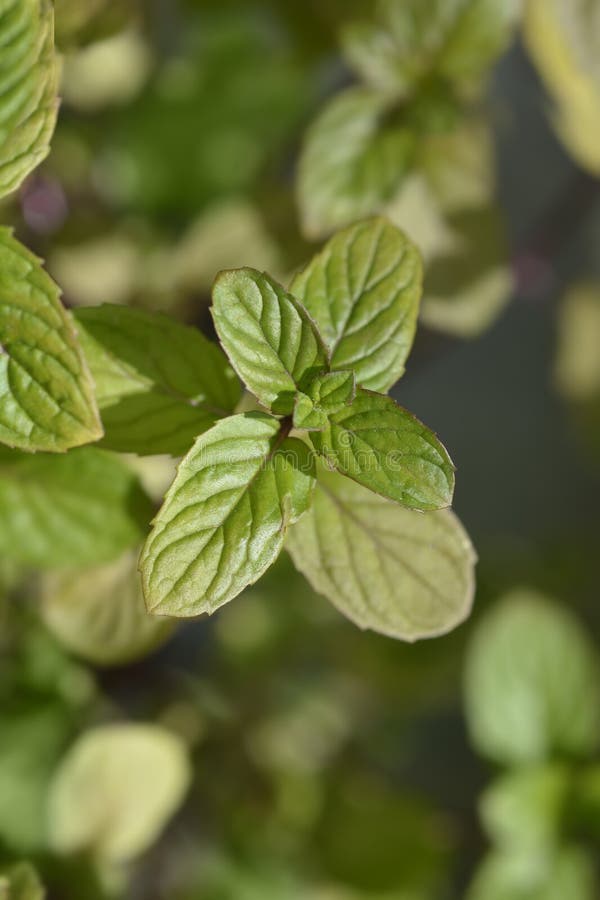 Mojito cocktail Mint stock image. Image of mojito, autumn - 298033295