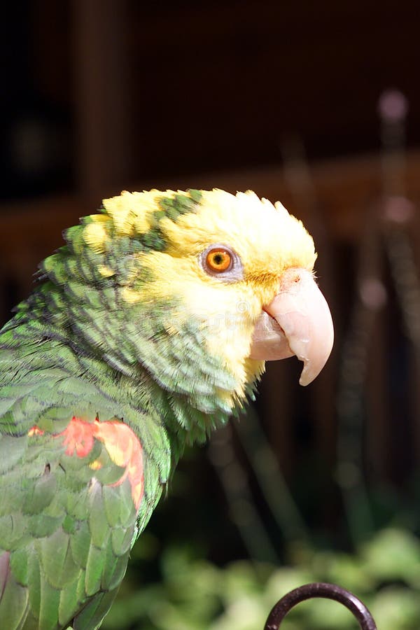 Mojo Picture. Image: 707181