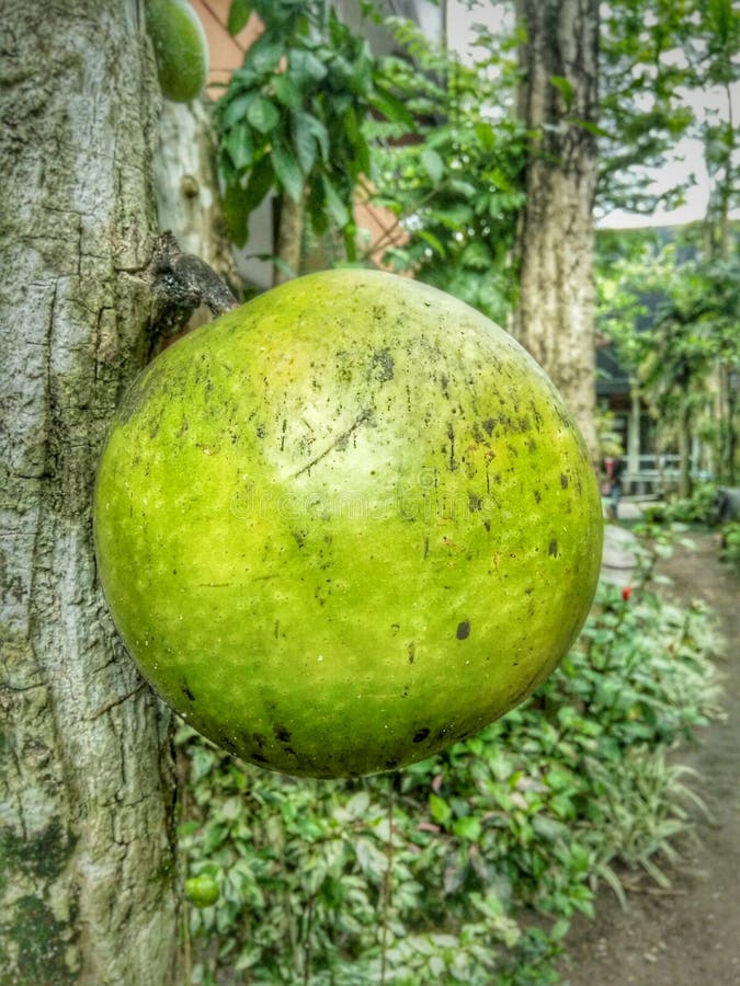 Mojo Fruit, Historical Fruit from Mojopahit Story Stock Image - Image ...