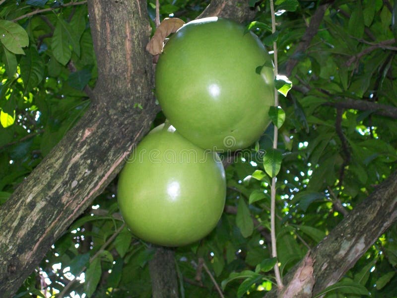 Mojo fruit stock photo. Image of fruit, fruits, mojo - 300256634