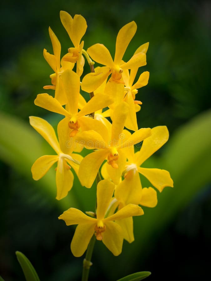 Mokara stock photo. Image of beautiful, tropical, nature - 81520742