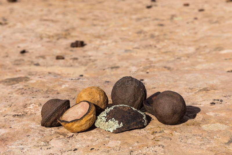 Moki Marbles, Moqui Marbles Stock Photo - Image of brown, moki: 91282936
