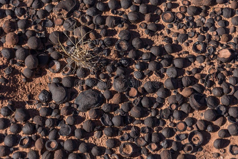 Moki Marbles, Moqui Marbles Stock Photo - Image of brown, moki: 91282936