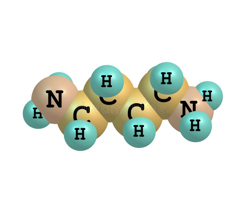 Molécula De La Putrescina Aislada En Blanco Stock de ilustración ...