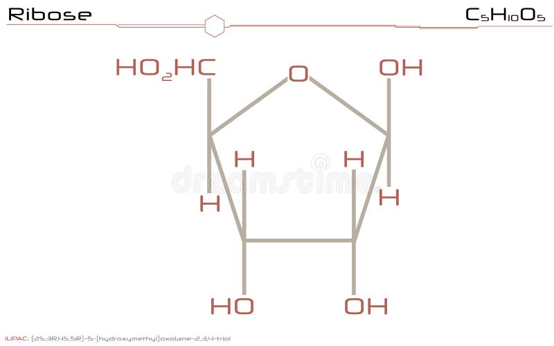 Modelo Molecular Científico De La Molécula De Ribosa Representación 3d ...