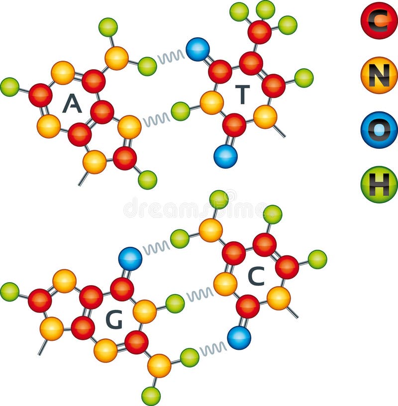Desoxicitidina Monofosfato Dcmp Nucleótido Molécula. Bloque De Creación ...