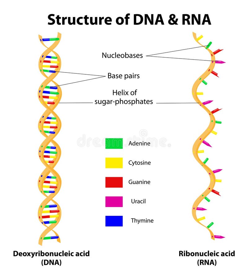 Molécule D'ADN Et D'ARN De Structure. Vecteur Illustration de Vecteur ...