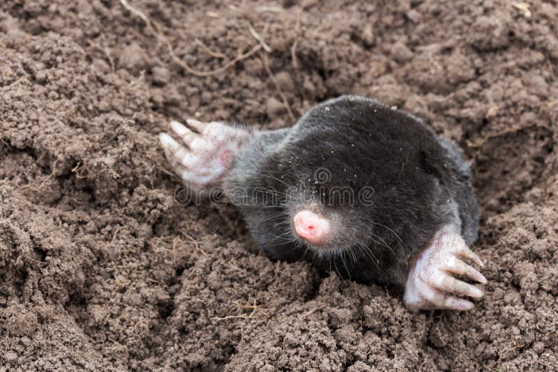 Mol stock foto. Image of zoogdier, nieuwsgierig, schop - 48503272