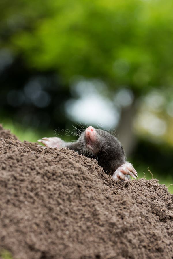 Mol stock foto. Image of zoogdier, nieuwsgierig, schop - 48503272