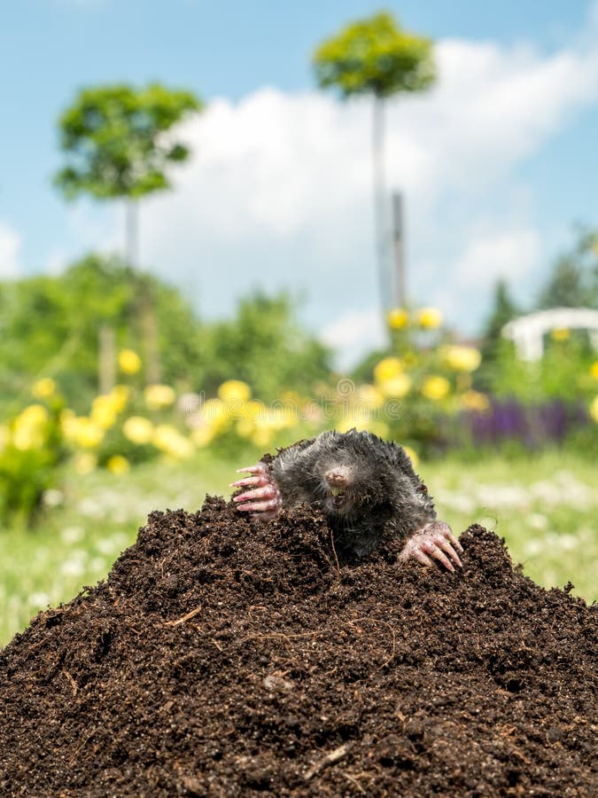 Mol in molshoop stock afbeelding. Image of buiten, weide - 55388409