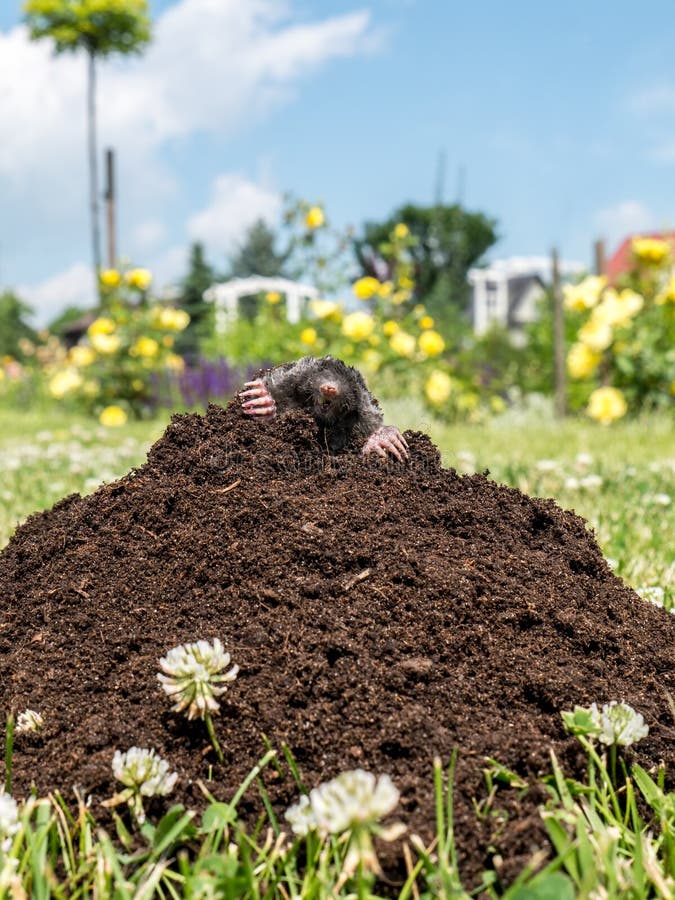 Molhoop stock foto. Image of woning, molshoop, landbouwbedrijf - 52766010