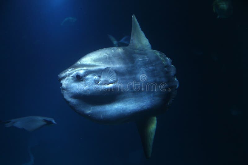 Mola Mola fish stock photo. Image of habitat, pacific - 152185134