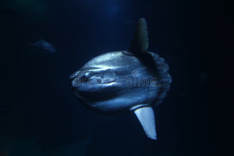 Mola Mola fish stock image. Image of wild, tropical - 152185265