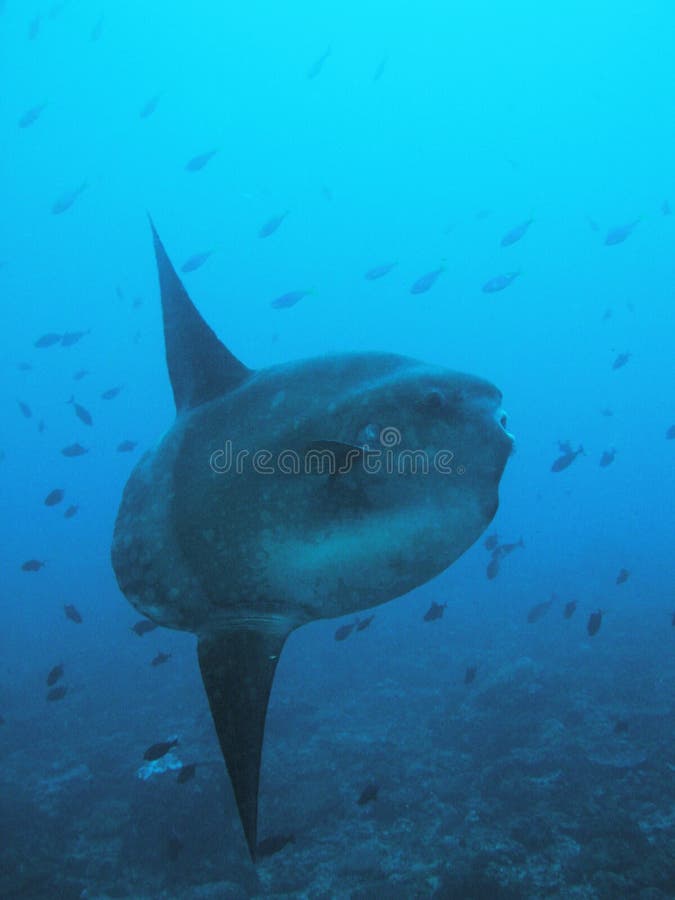 Sunfish in Real Sea Nature Mola Mola Luna Sun Fish Stock Image - Image ...
