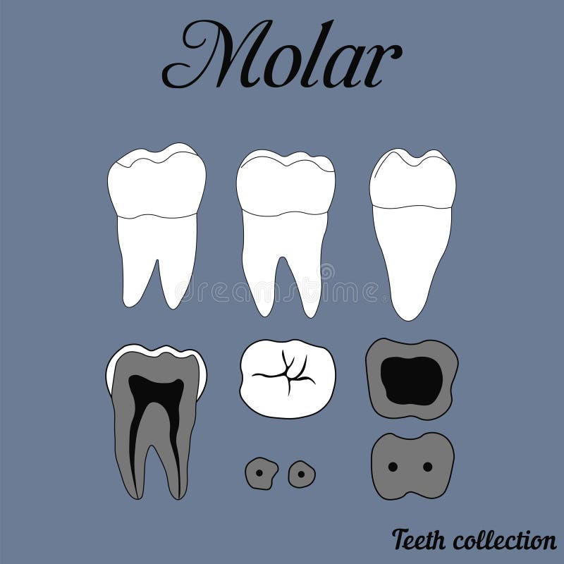 Molar stock vector. Illustration of medicine, dental - 72121675