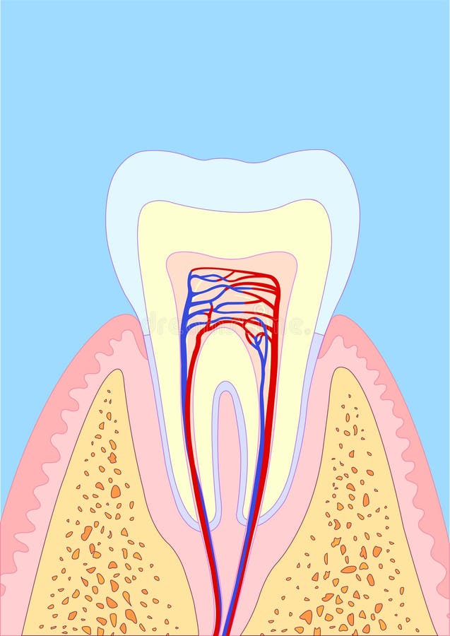 Molar tooth stock illustration. Illustration of javbone - 12621264