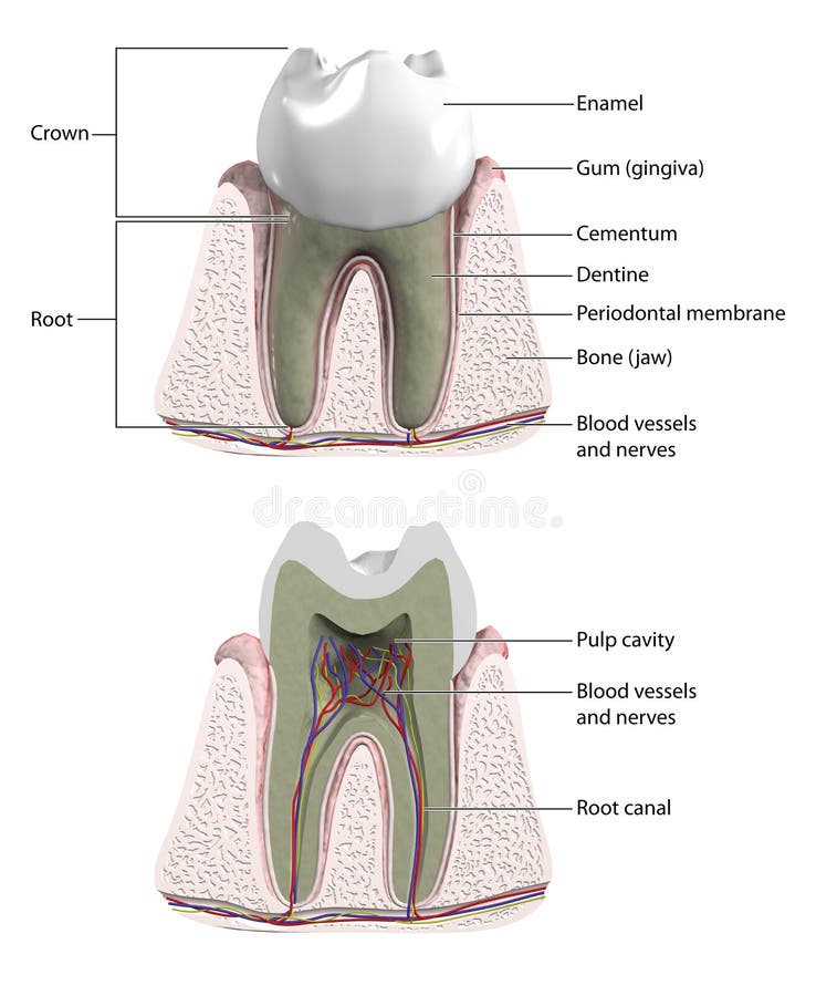 Molar tooth stock illustration. Illustration of mouth - 13594837