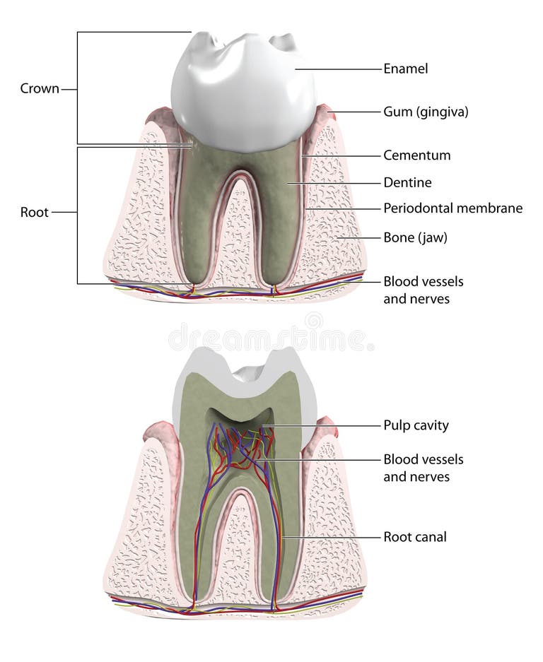 Tooth Nerve Stock Illustrations – 1,821 Tooth Nerve Stock Illustrations ...