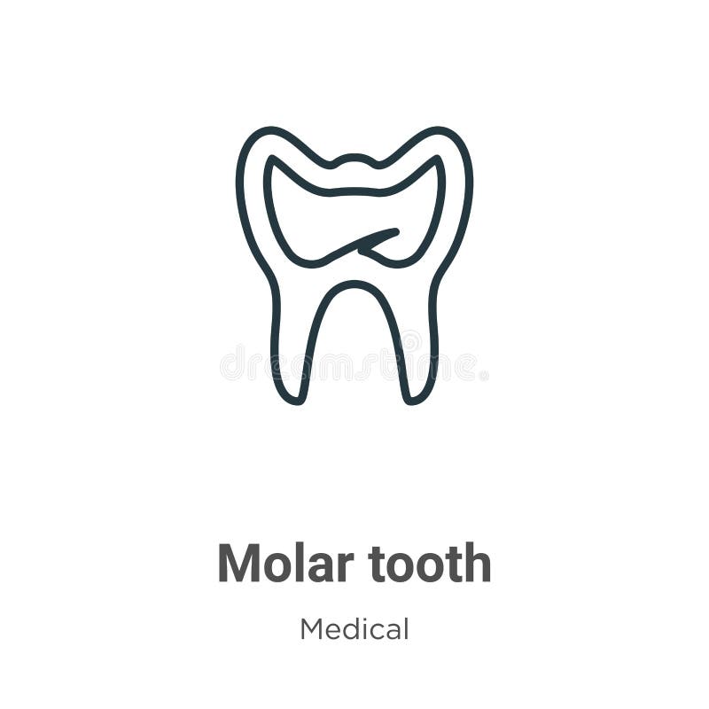 Molar tooth stock illustration. Illustration of gingival - 13594837
