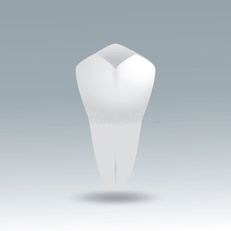 Molar Tooth. Vector Illustration Decorative Design Stock Vector ...