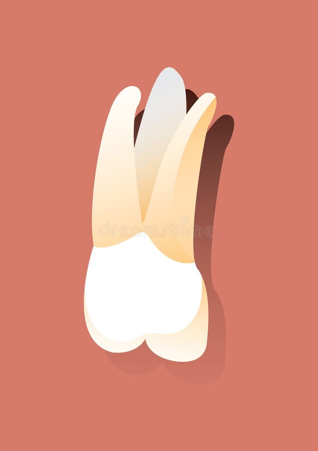Molar Tooth. Vector Illustration Decorative Design Stock Vector ...